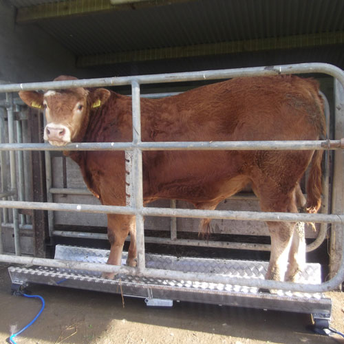 Weighbridges Manufacturer - GNC Agriculture